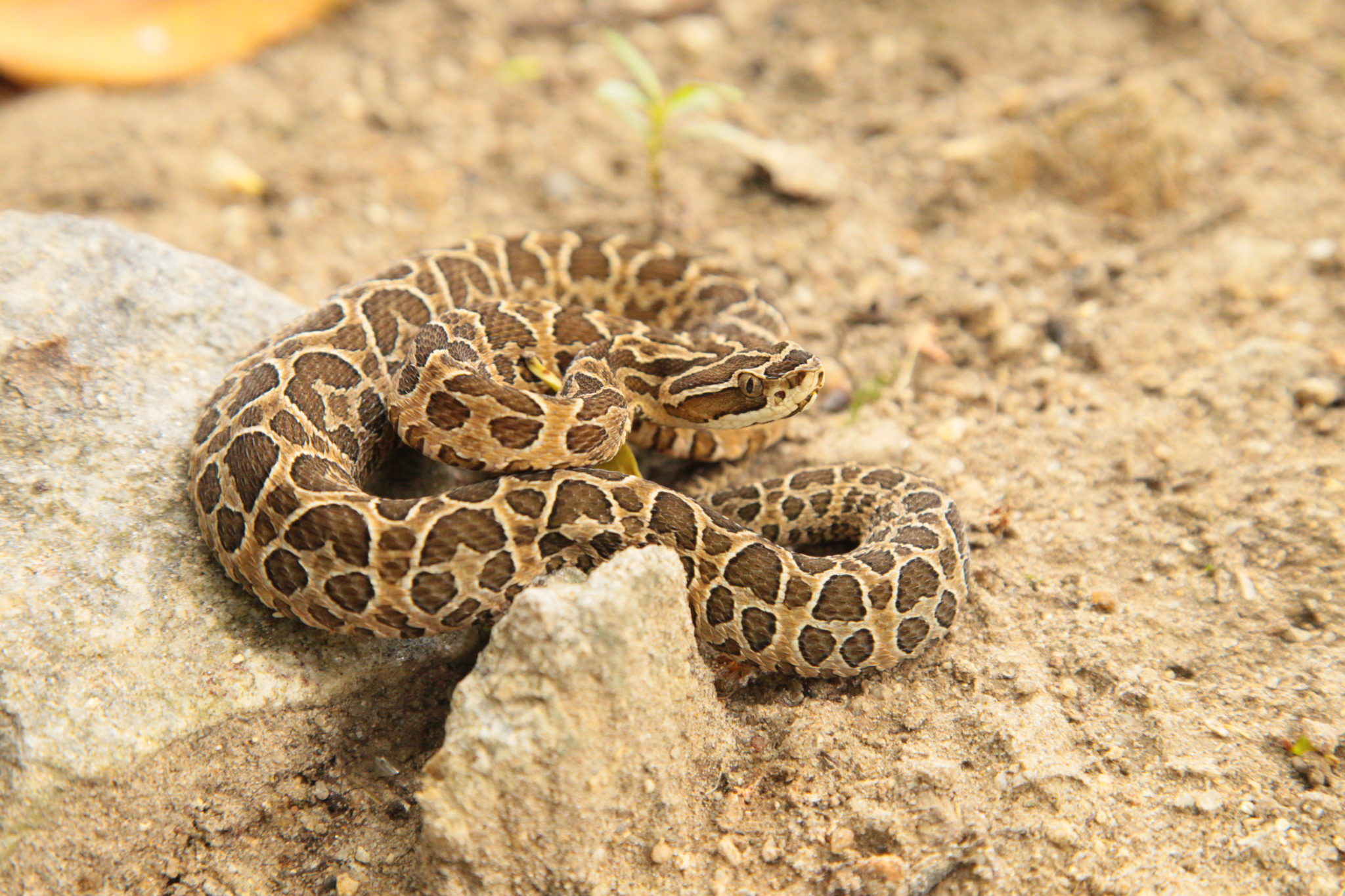 Bothrops alternatus - Serpentes Brasileiras