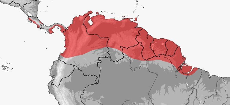 Epicrates maurus - Serpentes Brasileiras