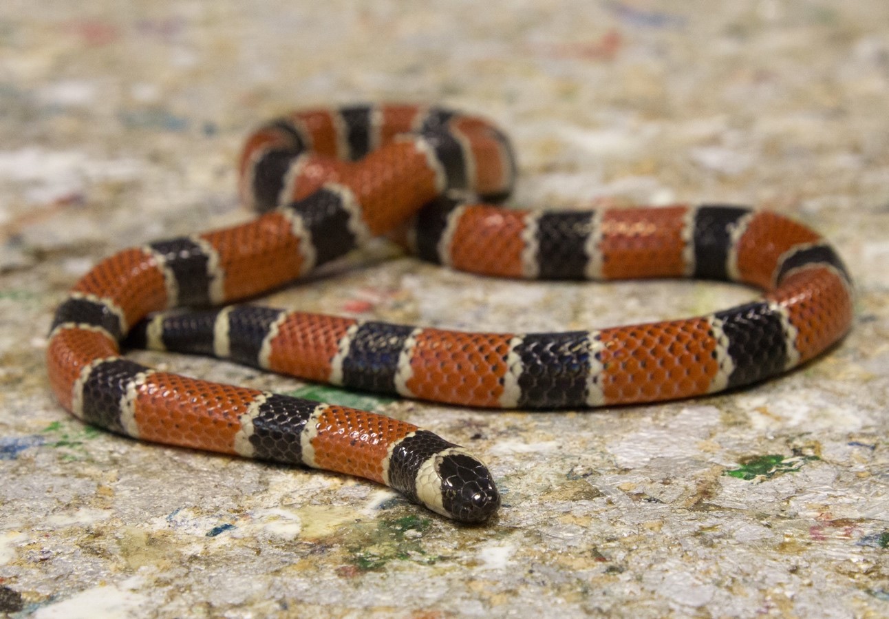 Micrurus corallinus - Serpentes Brasileiras