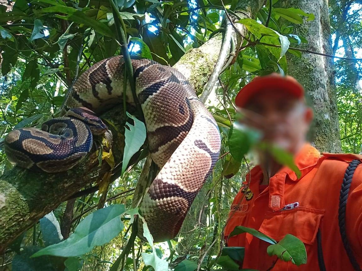 Piton confundida com jiboia no Rio de Janeiro - Serpentes Brasileiras