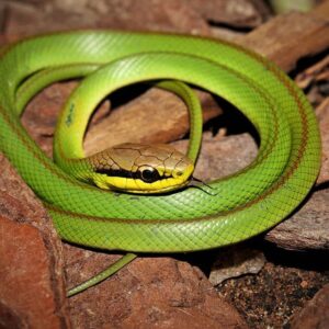Philodryas olfersii - Serpentes Brasileiras