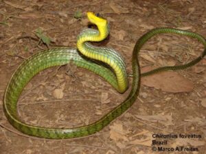 Chironius foveatus - Serpentes Brasileiras