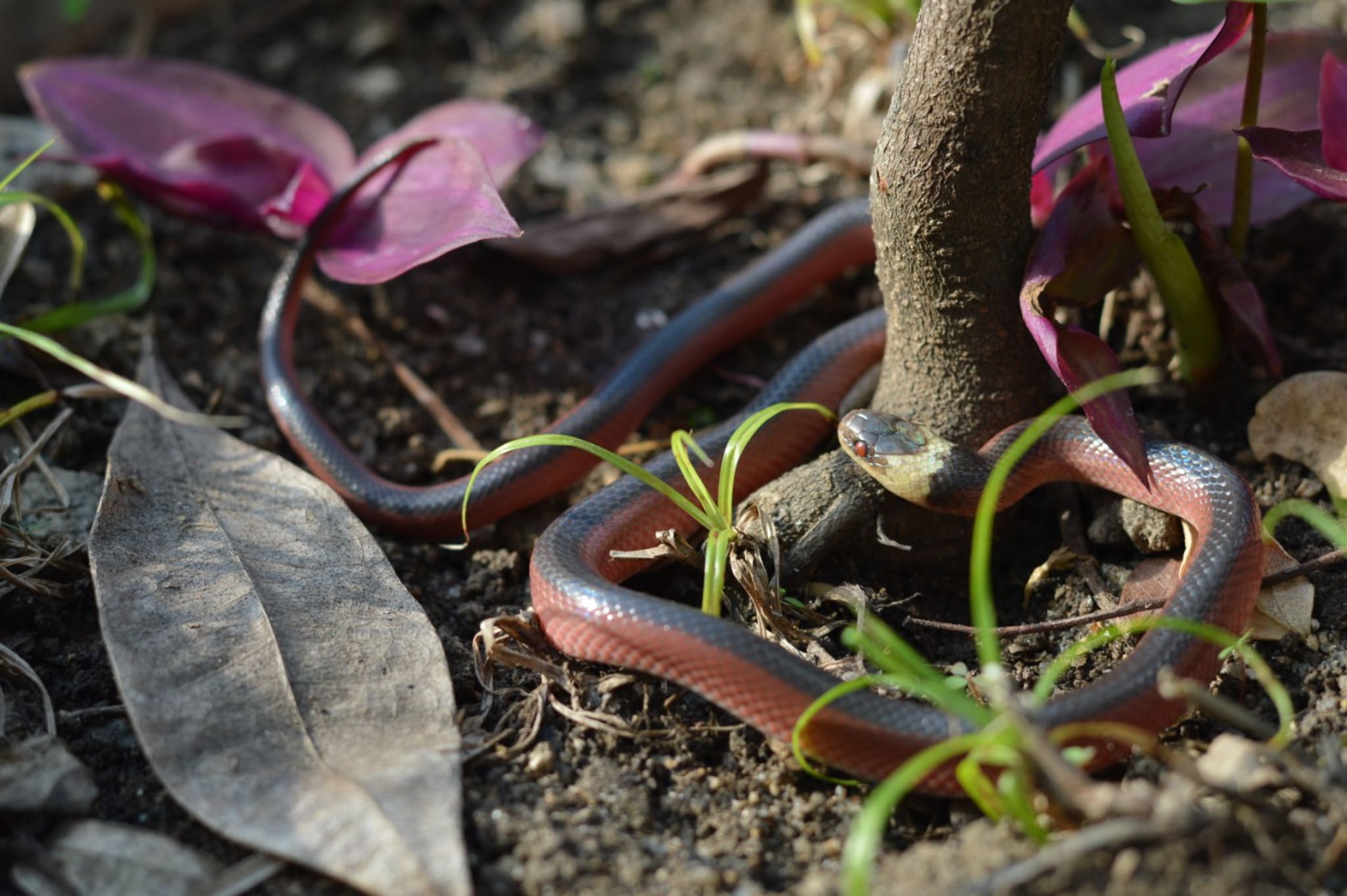 Mussurana montana - Serpentes Brasileiras