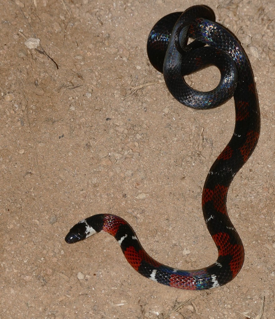 Atractus badius - Serpentes Brasileiras