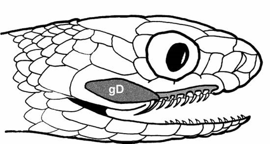 Dentição nas serpentes - Serpentes Brasileiras