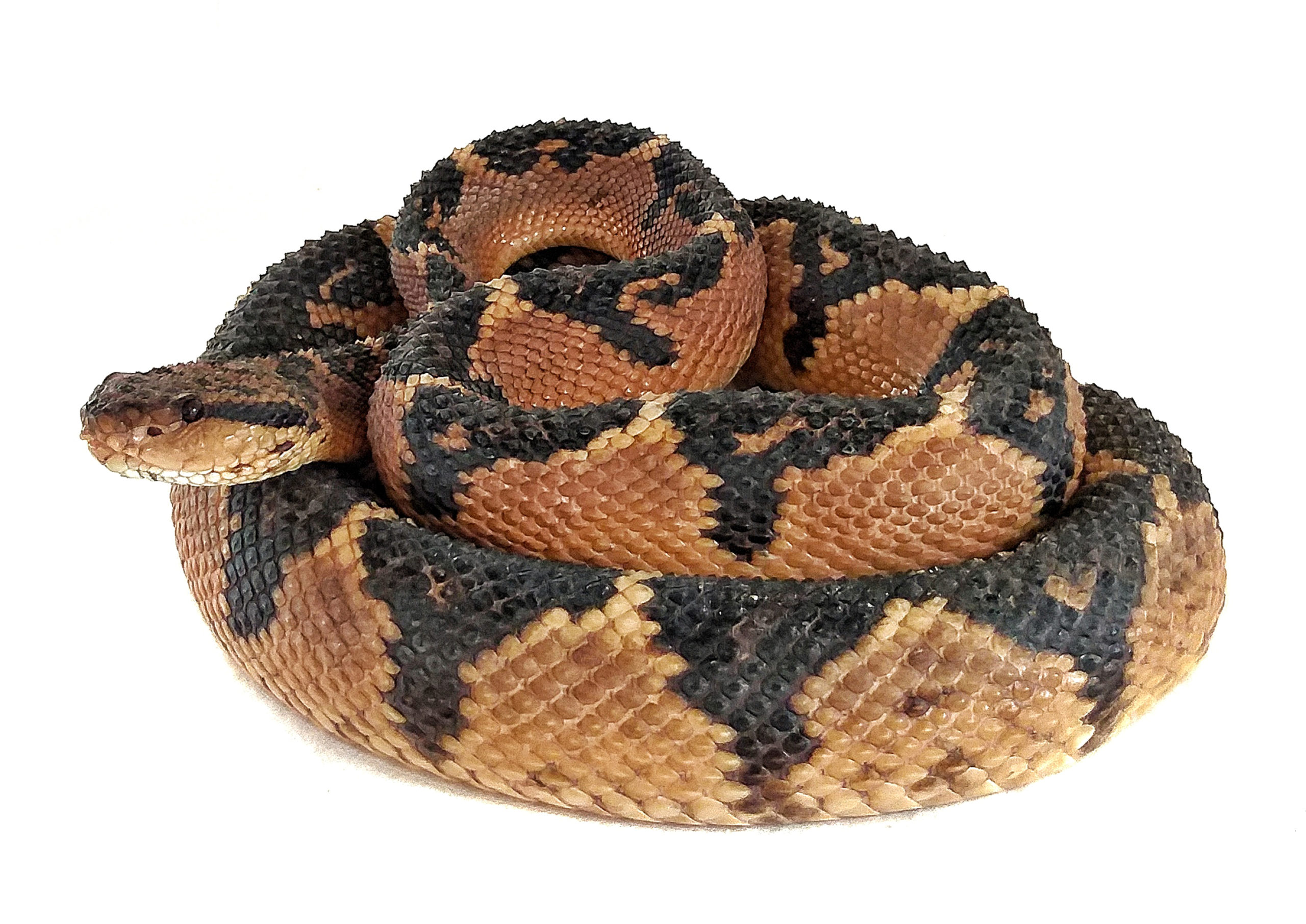 Acidente com Surucucu - Serpentes Brasileiras